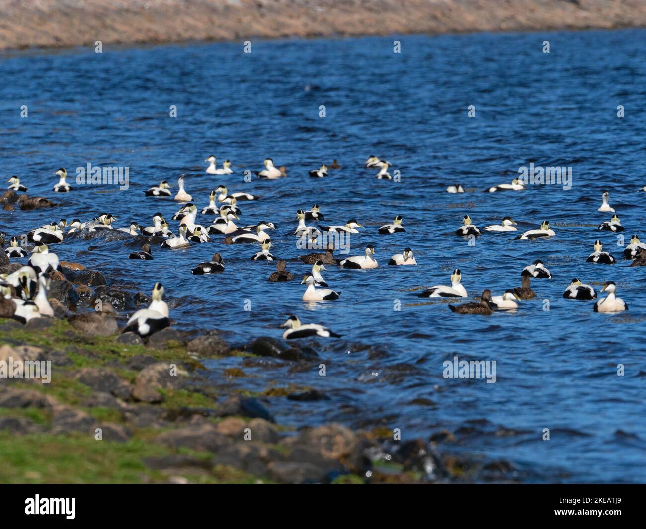 Common eider Somateria mollissima flock on Loch Fleet National Nature ...