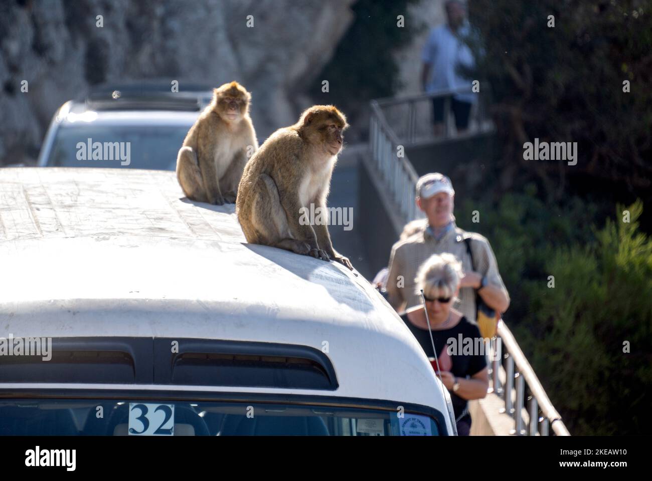 Population of monkeys hi-res stock photography and images - Alamy