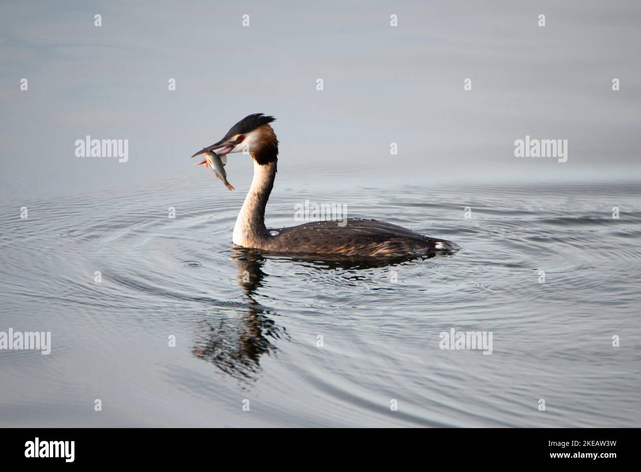 Great crested grebe eating a fish in the wetland Haff Reimech in ...