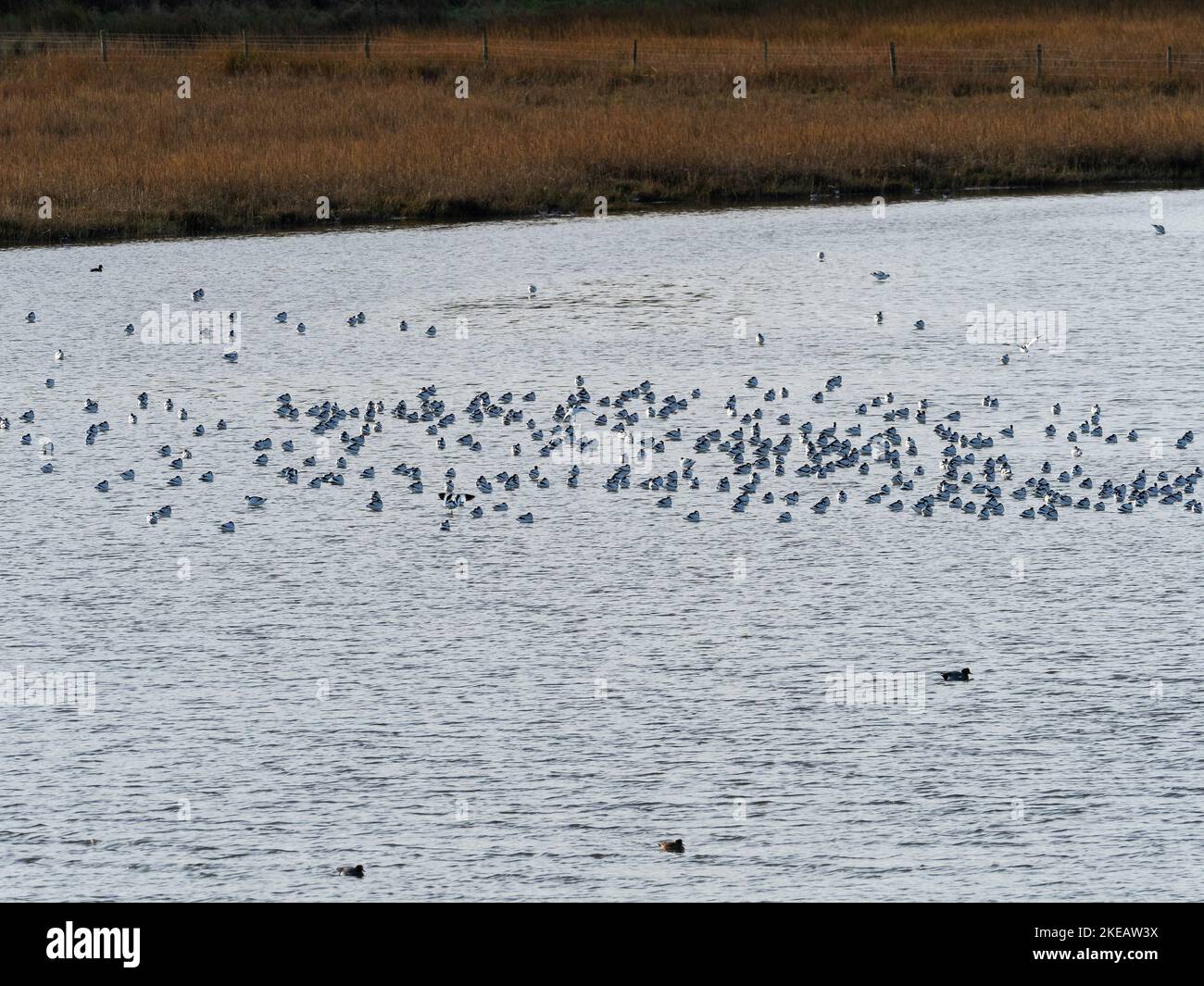Pied avocet Recurvirostra avosetta flock in the Middlebere Channel ...