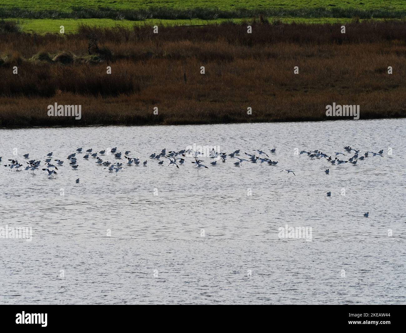 Pied avocet Recurvirostra avosetta flock in the Middlebere Channel ...