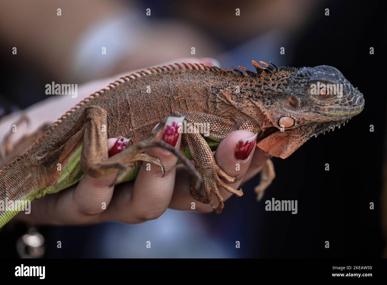 Baghdad, Iraq. 11th Nov, 2022. A woman carries a lizard in her hand ...