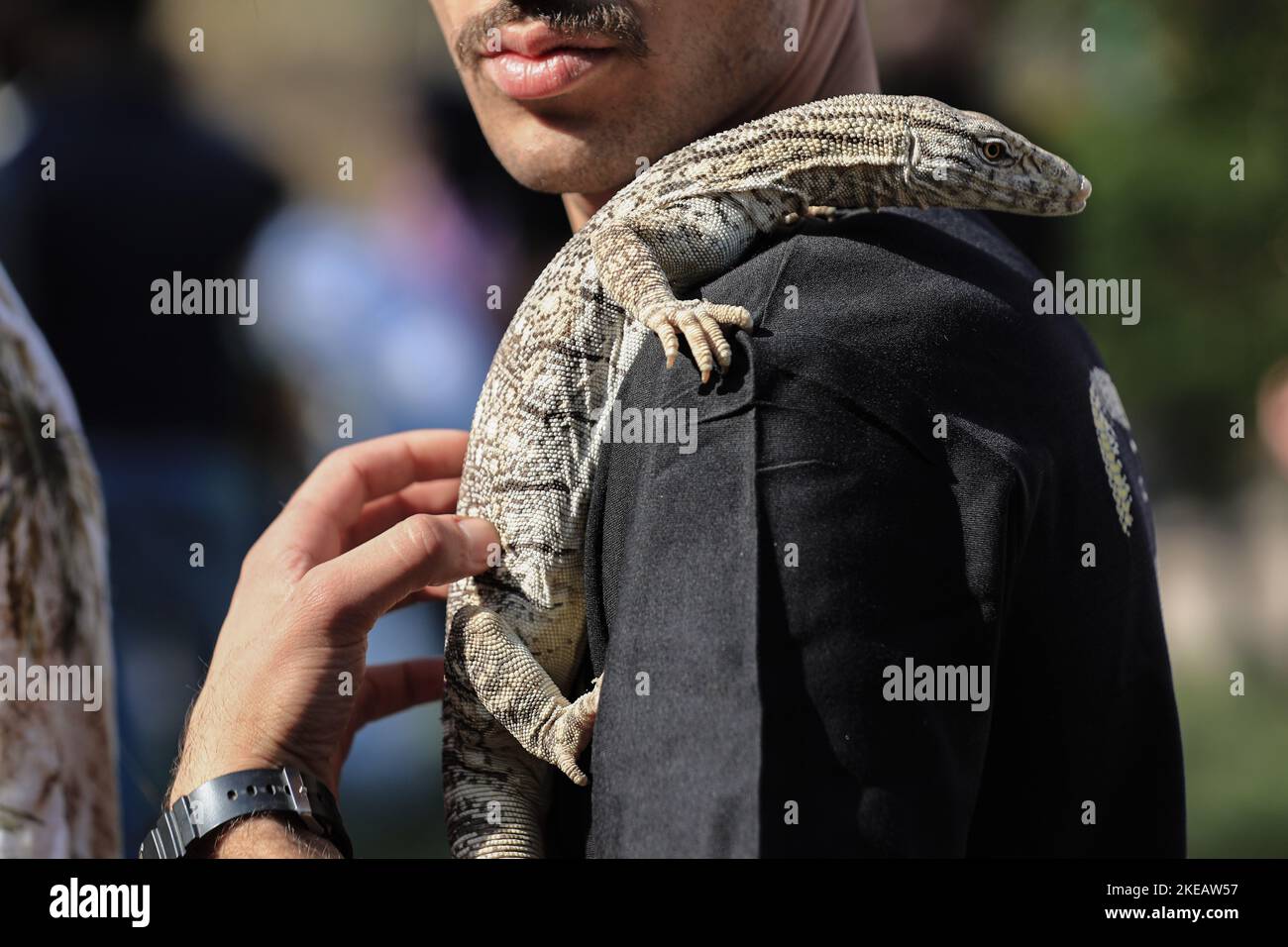 Baghdad, Iraq. 11th Nov, 2022. A man holds a lizard on his shoulder ...