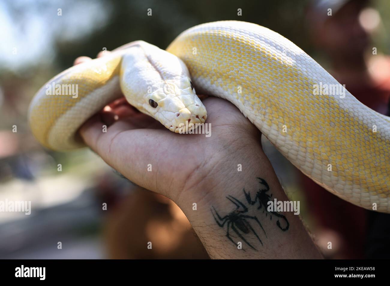 Baghdad, Iraq. 11th Nov, 2022. A reptile breeder holds a snake during a ...
