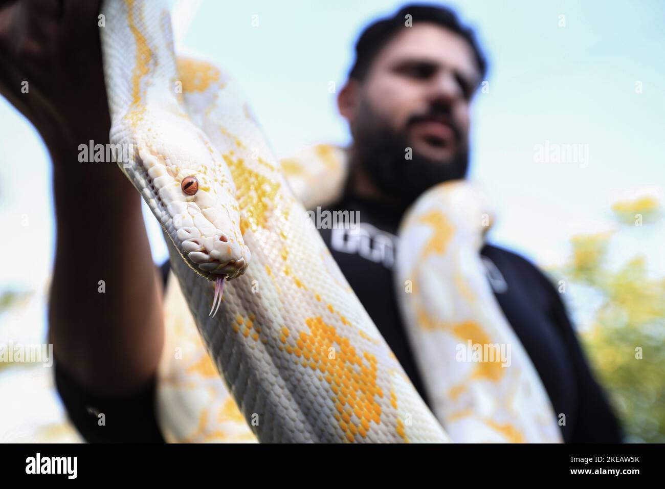 Baghdad, Iraq. 11th Nov, 2022. A reptile breeder holds a snake during a ...