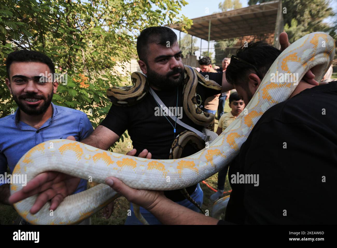 Baghdad, Iraq. 11th Nov, 2022. A reptile breeder allows a man to hold a ...