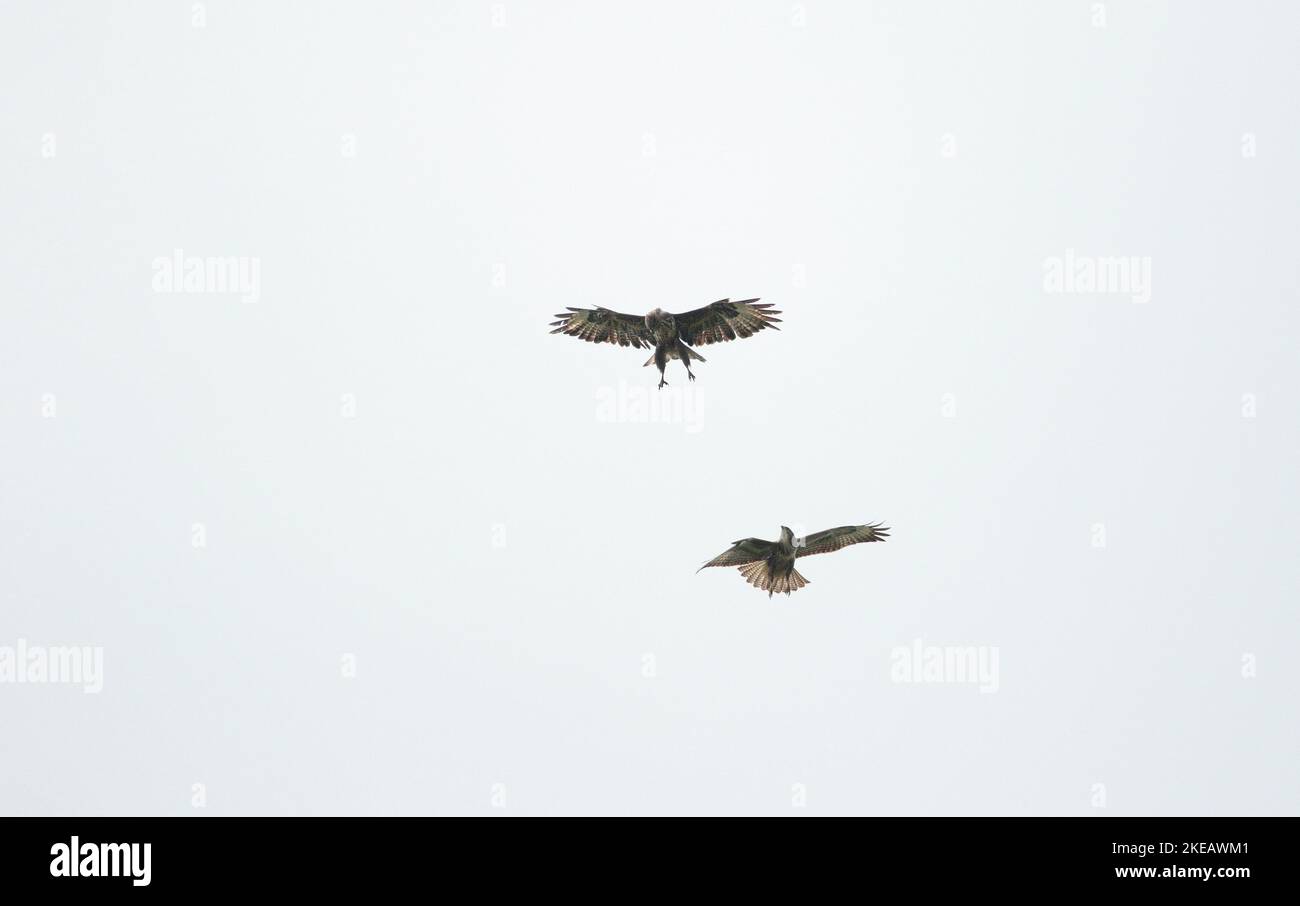 Buzzards are large wild birds hi-res stock photography and images - Alamy