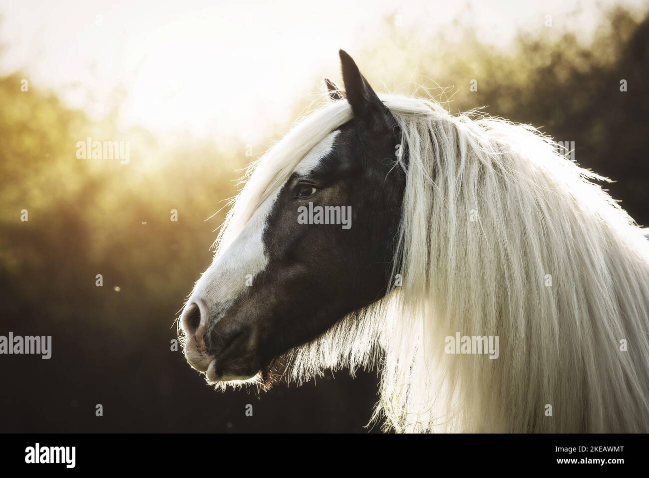 Irish Tinker portrait Stock Photo - Alamy