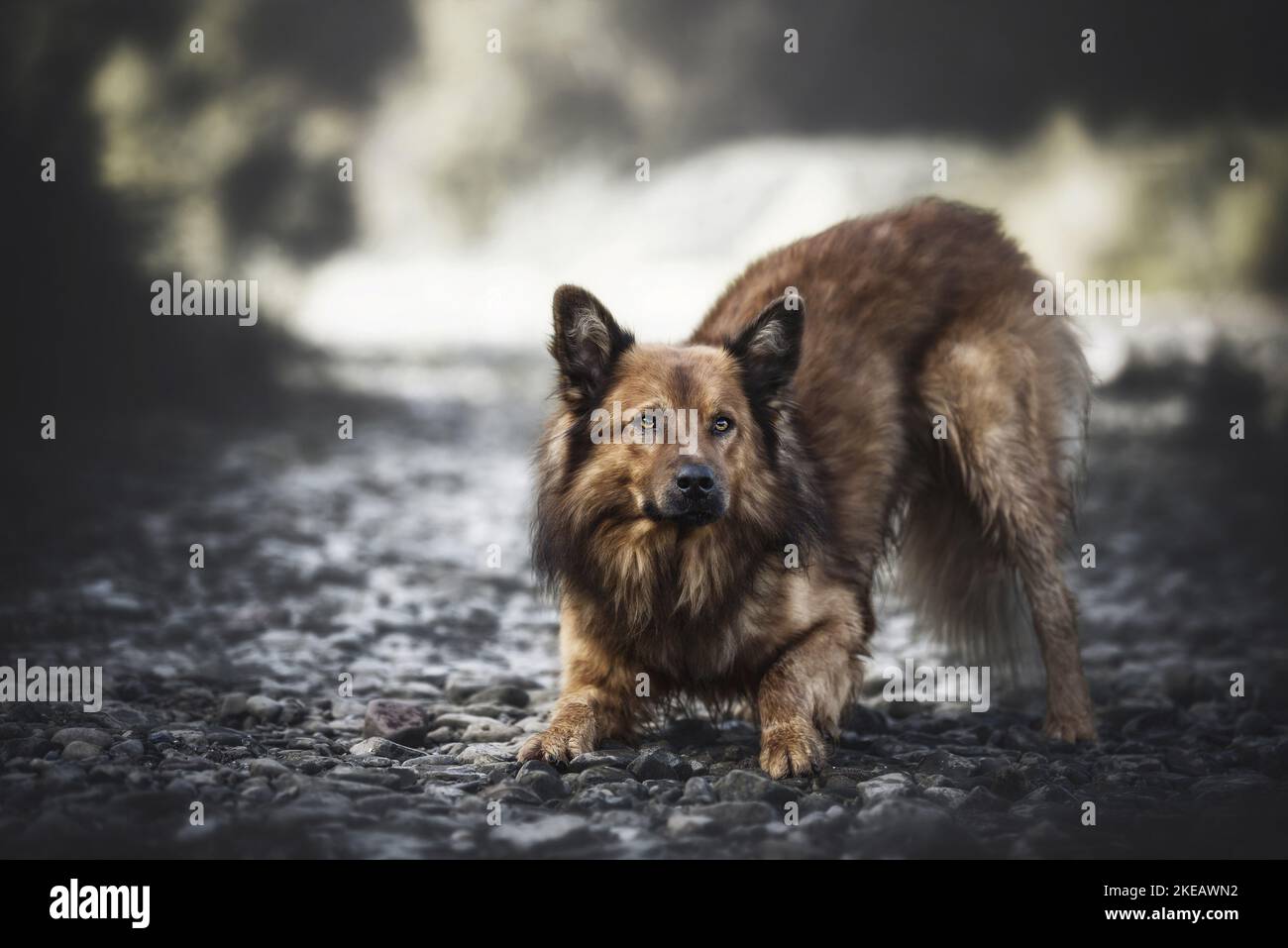 bowing Harz Fox Stock Photo - Alamy