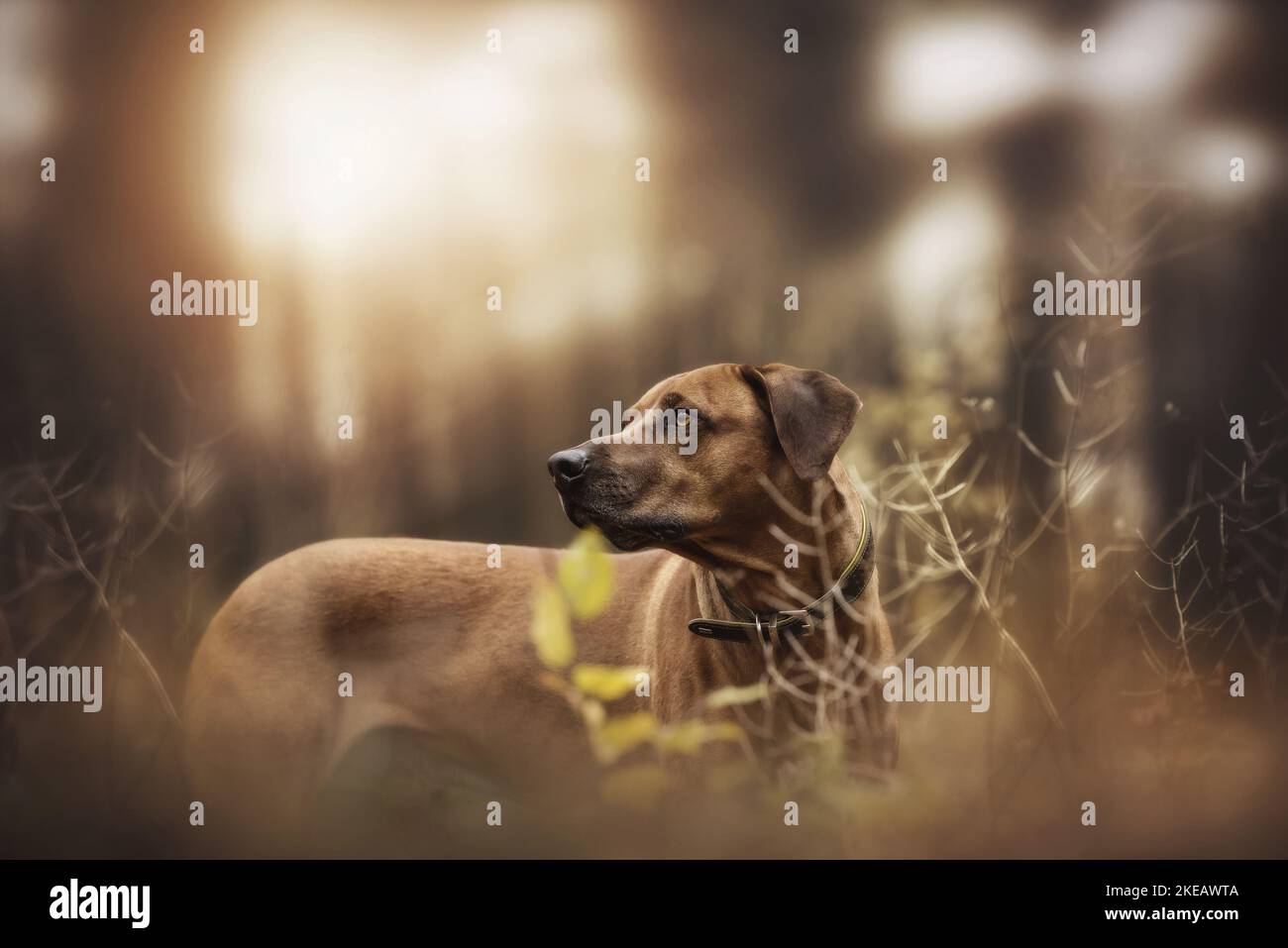 Rhodesian Ridgeback Portrait Stock Photo - Alamy