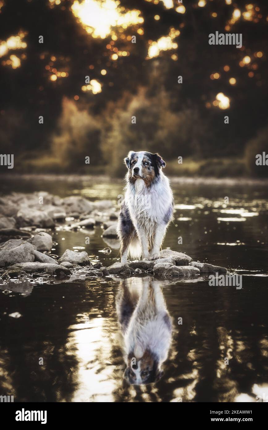 standing Australian Shepherd Stock Photo - Alamy