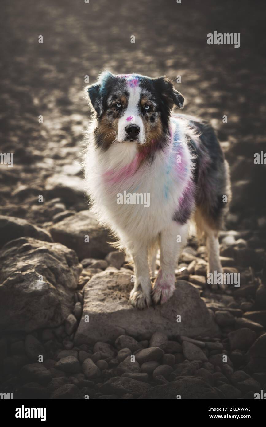 standing Australian Shepherd Stock Photo - Alamy