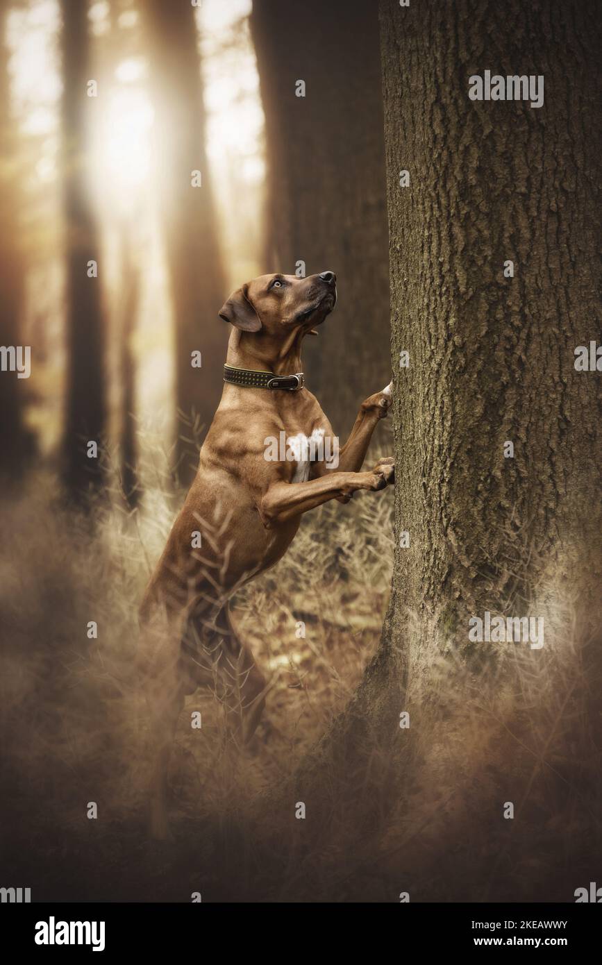 Rhodesian ridgeback legs hi-res stock photography and images - Alamy