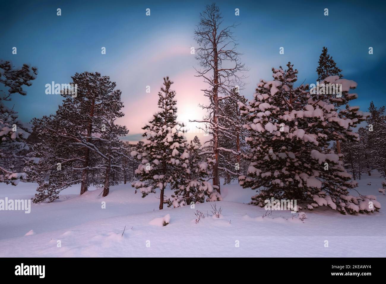 Snowy pine tree forest covered with snow after snowfall. The picture ...