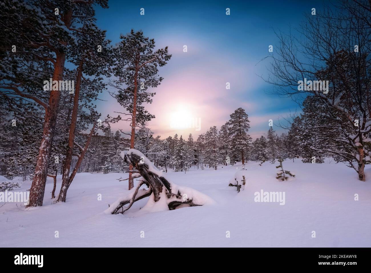 Snowy pine tree forest covered with snow after snowfall. The picture ...