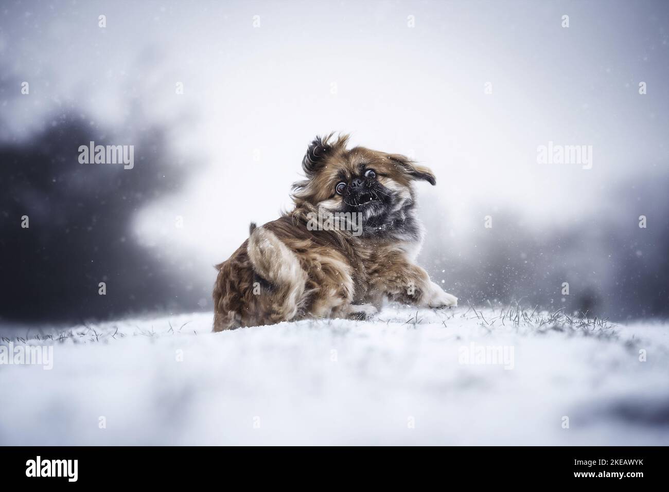 Pekinese in the winter Stock Photo - Alamy