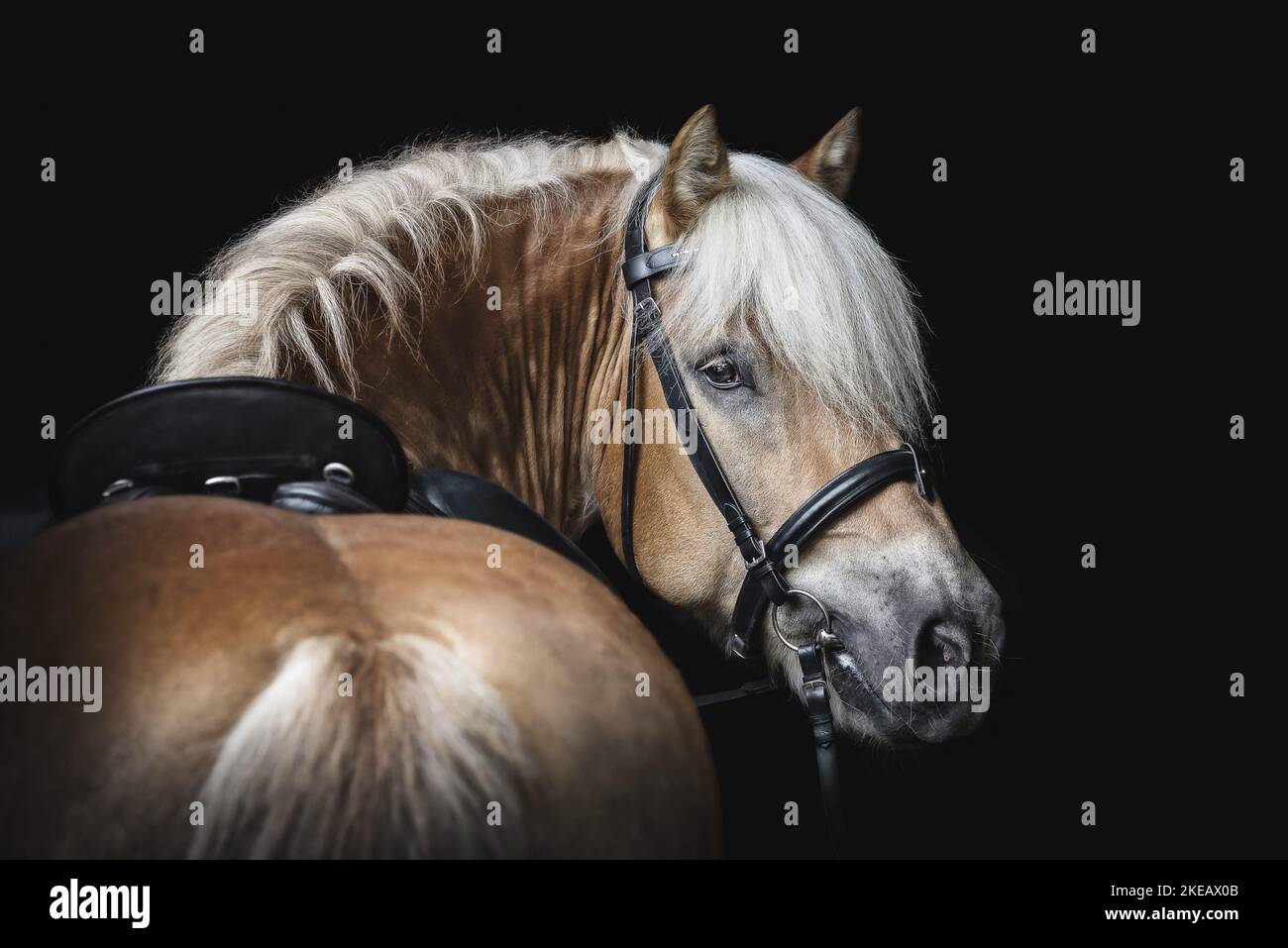 Draft horse rear view hi-res stock photography and images - Alamy
