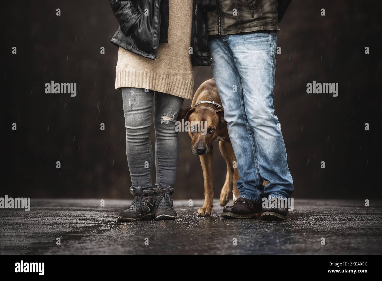 humans and Rhodesian Ridgeback Stock Photo - Alamy