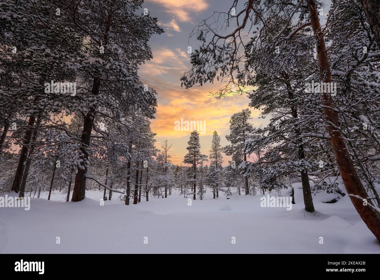 Snowy pine tree forest covered with snow after snowfall. The picture ...