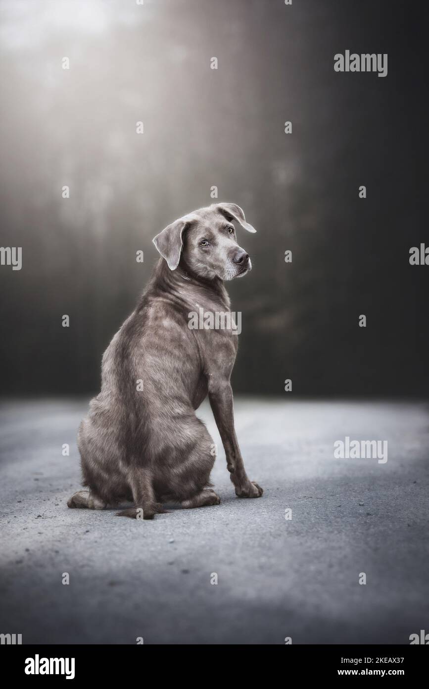 Labrador Retriever with colour dilution alopecia Stock Photo - Alamy
