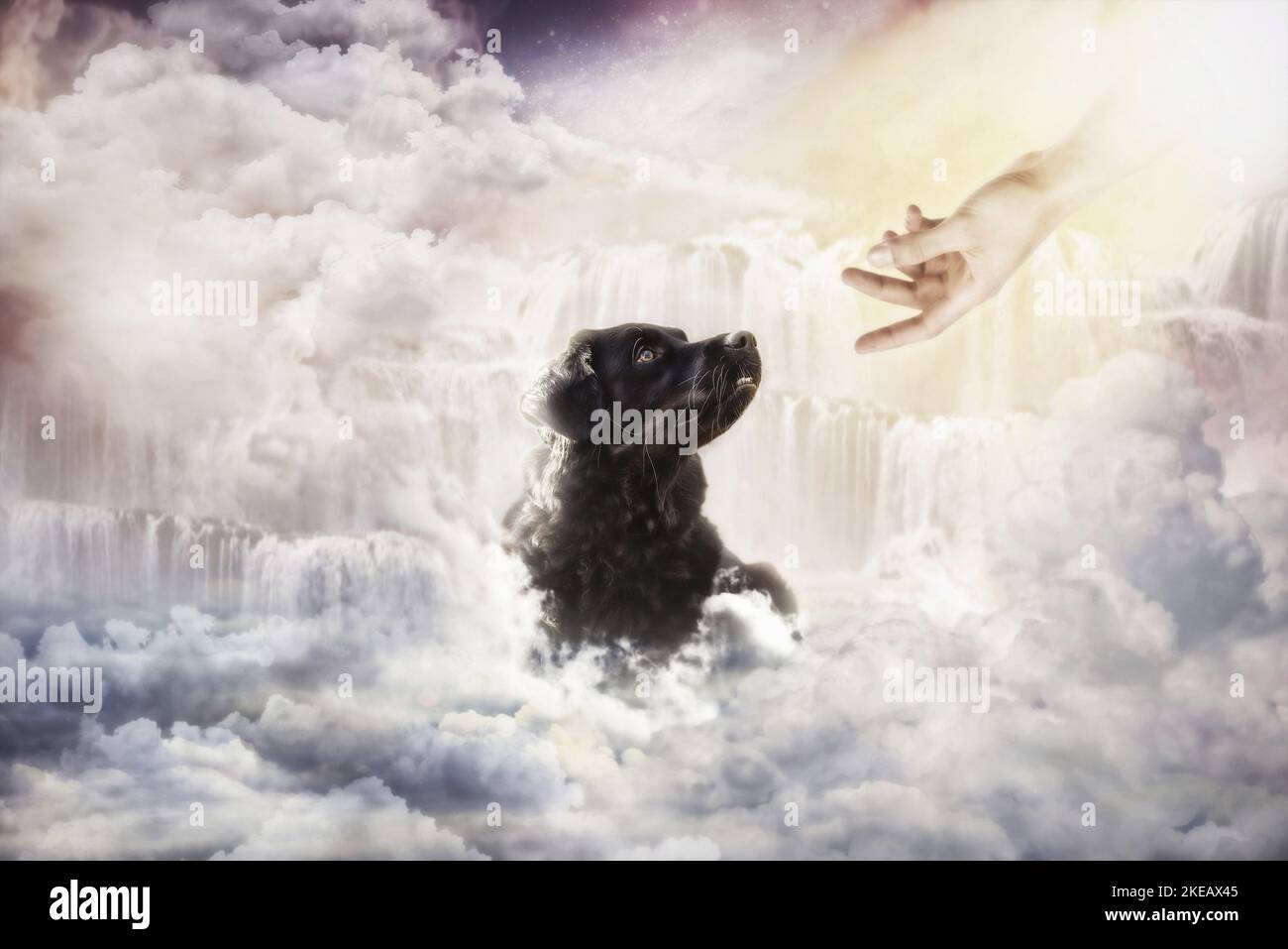 in dog heaven Stock Photo - Alamy