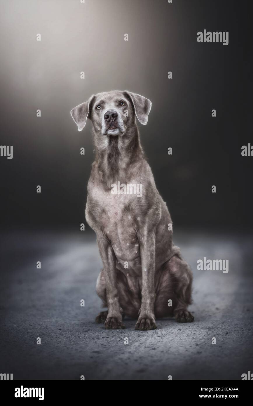 Labrador Retriever with colour dilution alopecia Stock Photo - Alamy