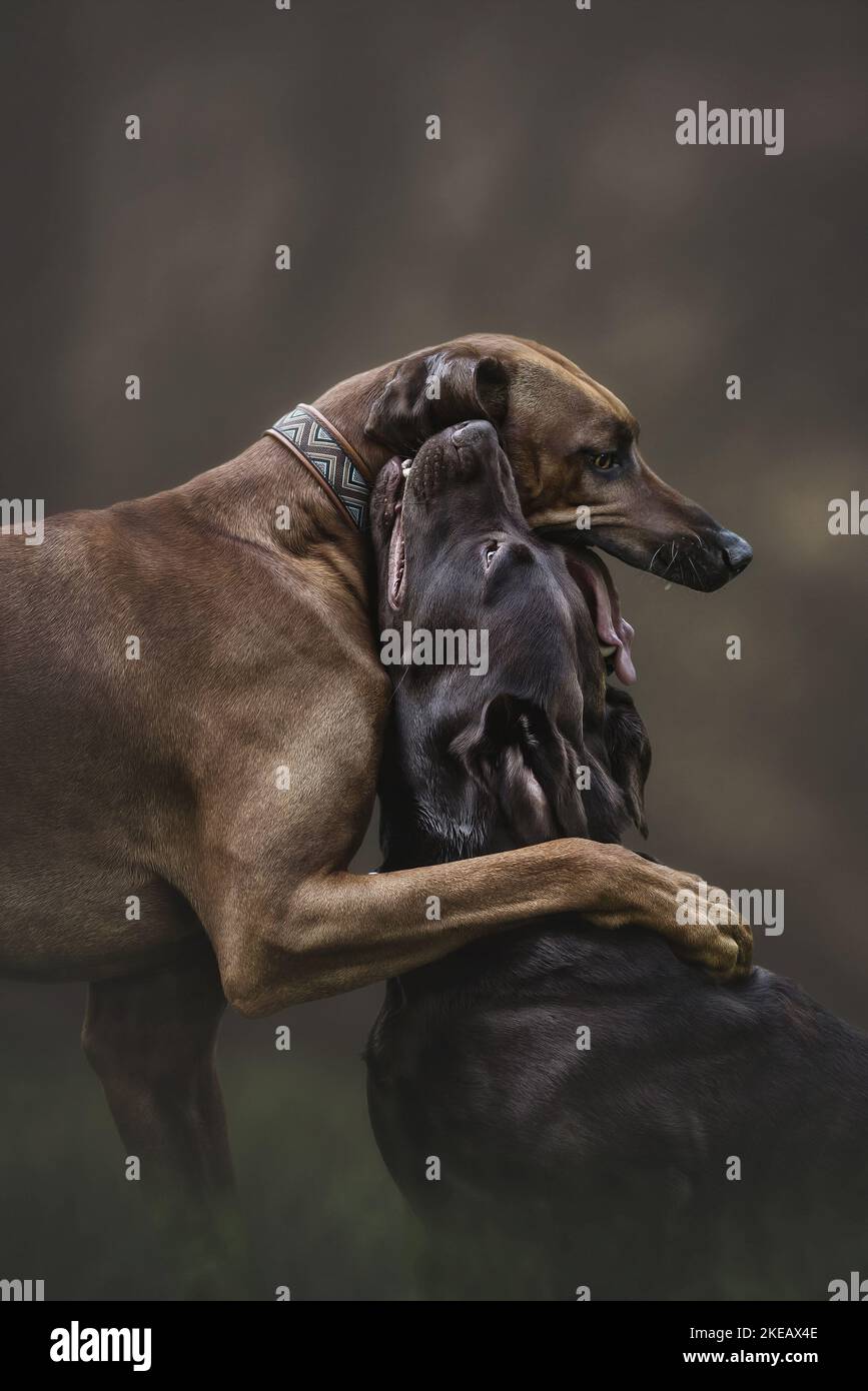 Rhodesian Ridgeback and Labrador Stock Photo - Alamy