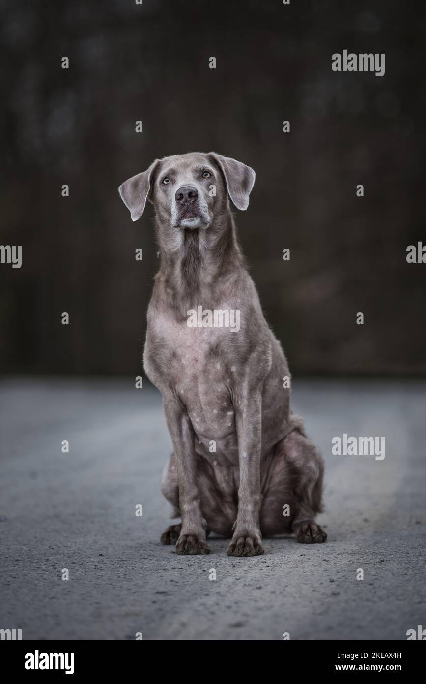 Labrador Retriever with colour dilution alopecia Stock Photo - Alamy