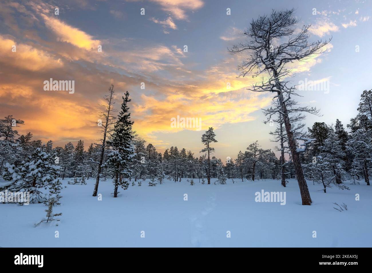Snowy pine tree forest covered with snow after snowfall. The picture ...