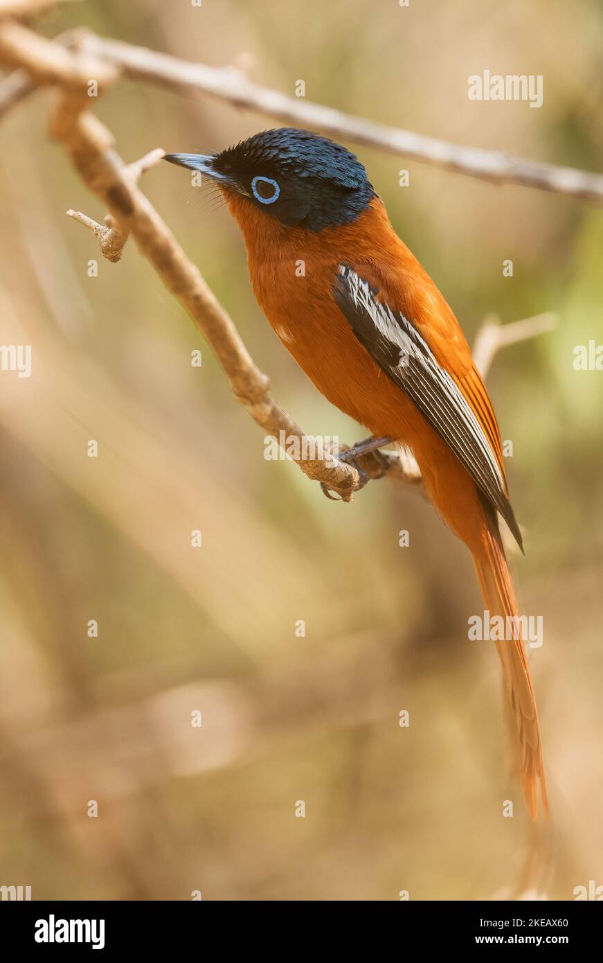 Madagascar Paradise-flycatcher - Terpsiphone mutata, Madagascar ...