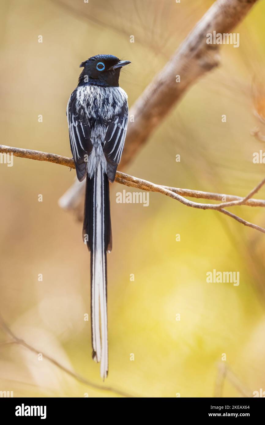 Madagascar Paradise-flycatcher - Terpsiphone mutata, Madagascar ...
