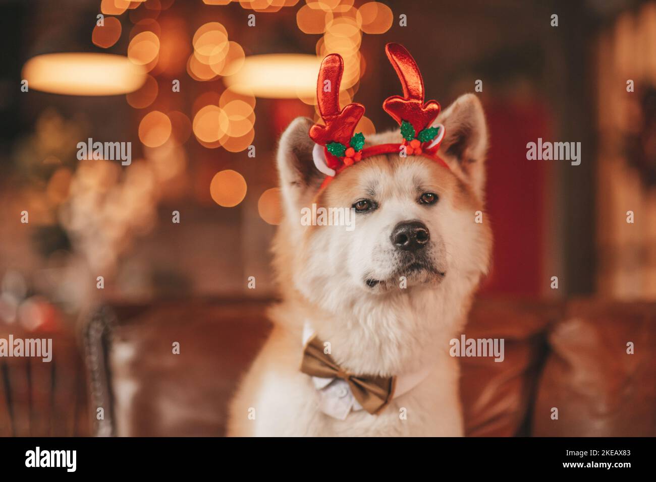 Pet lover concept japanese dog on bokeh twinkle eve 25 december noel ...