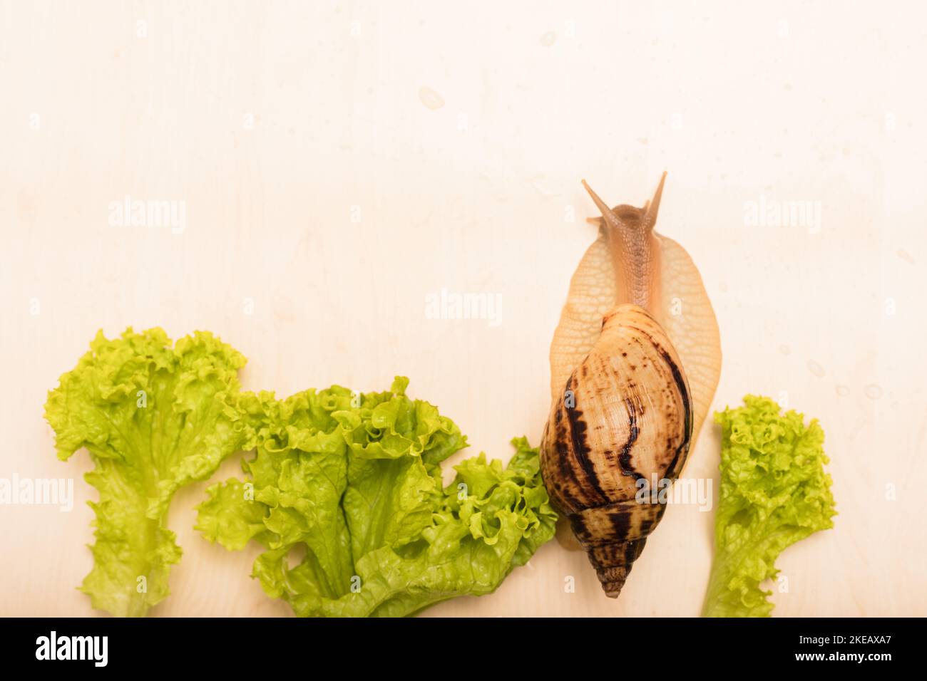 Large achatina snail eats lettuce leaf. Vegetarianism, animal welfare ...