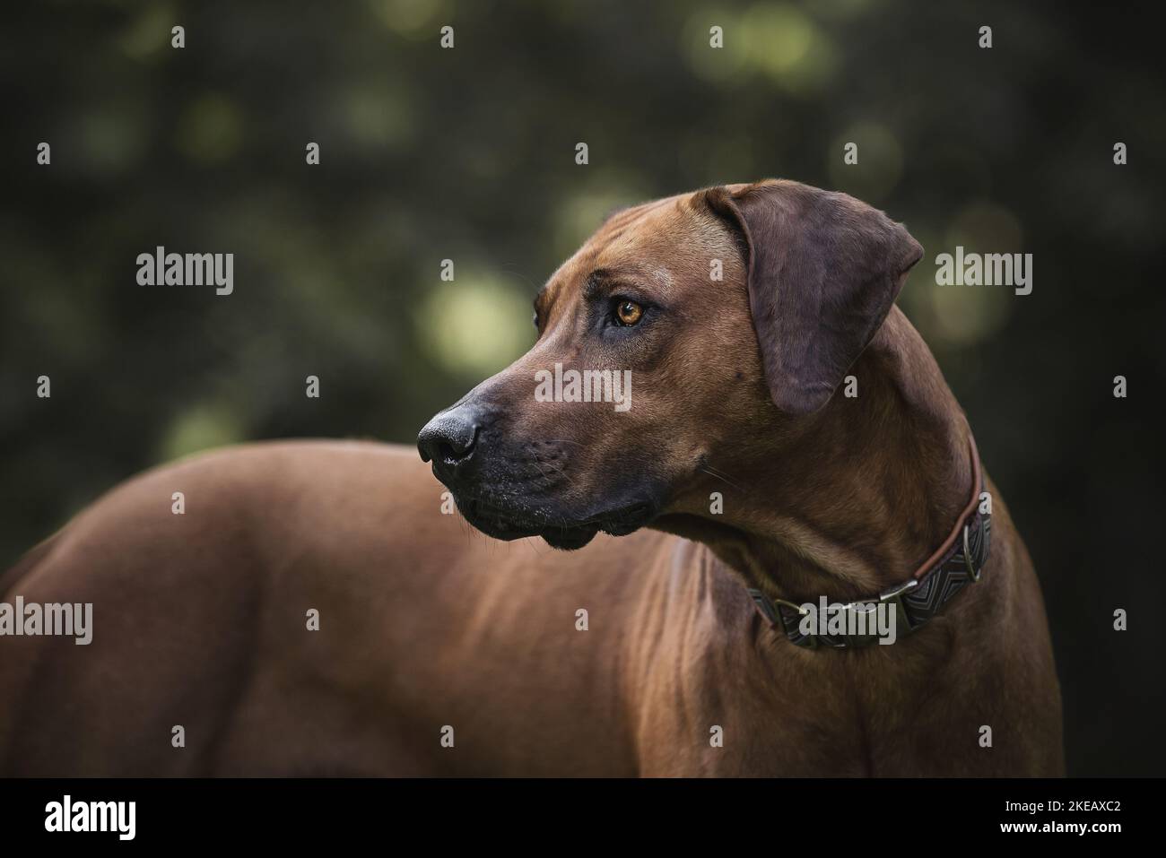 Rhodesian Ridgeback Portrait Stock Photo - Alamy