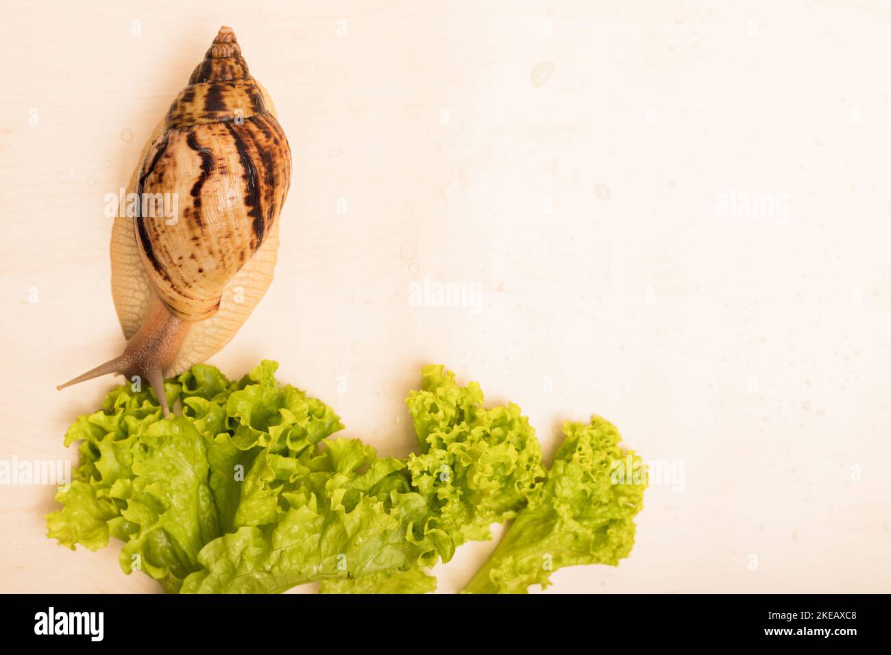 Large achatina snail eats lettuce leaf. Vegetarianism, animal welfare ...