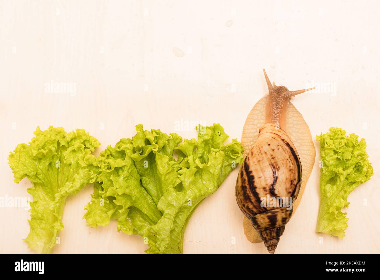 Large achatina snail eats lettuce leaf. Vegetarianism, animal welfare ...