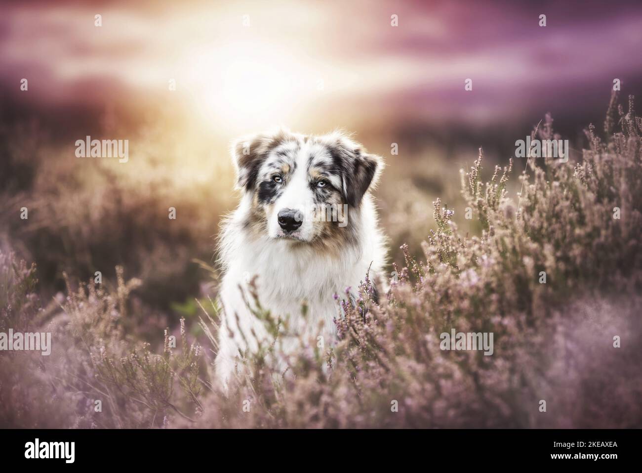 Portrait format picture of an australian shepherd dog hi-res stock ...