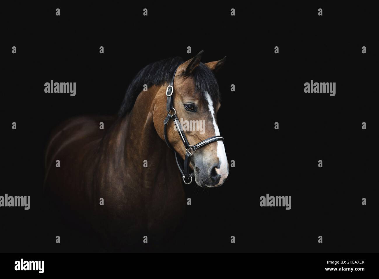 German riding pony studio hi-res stock photography and images - Alamy