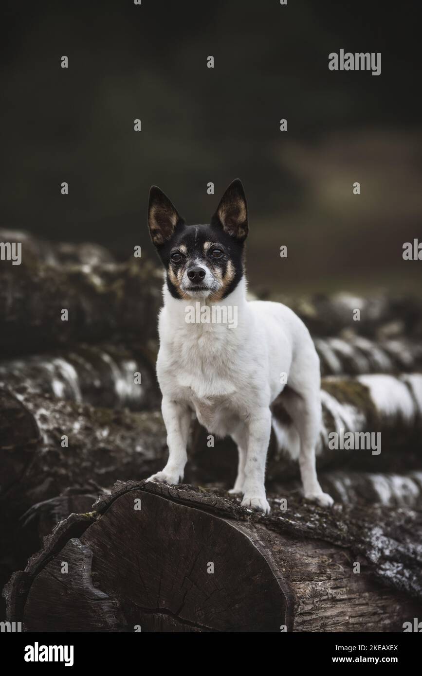 old Jack Russell Terrier Stock Photo - Alamy