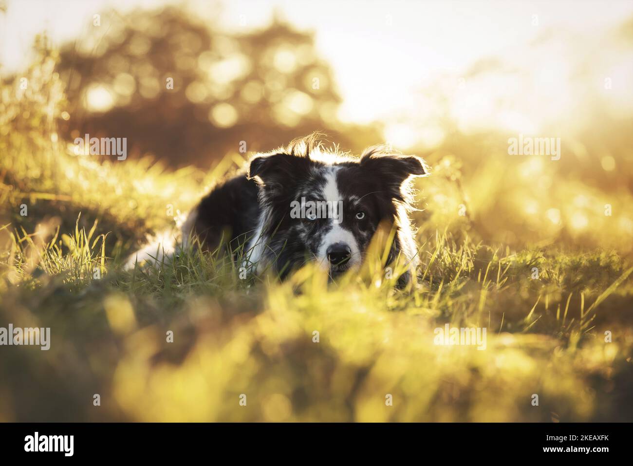 male Border Collie Stock Photo - Alamy