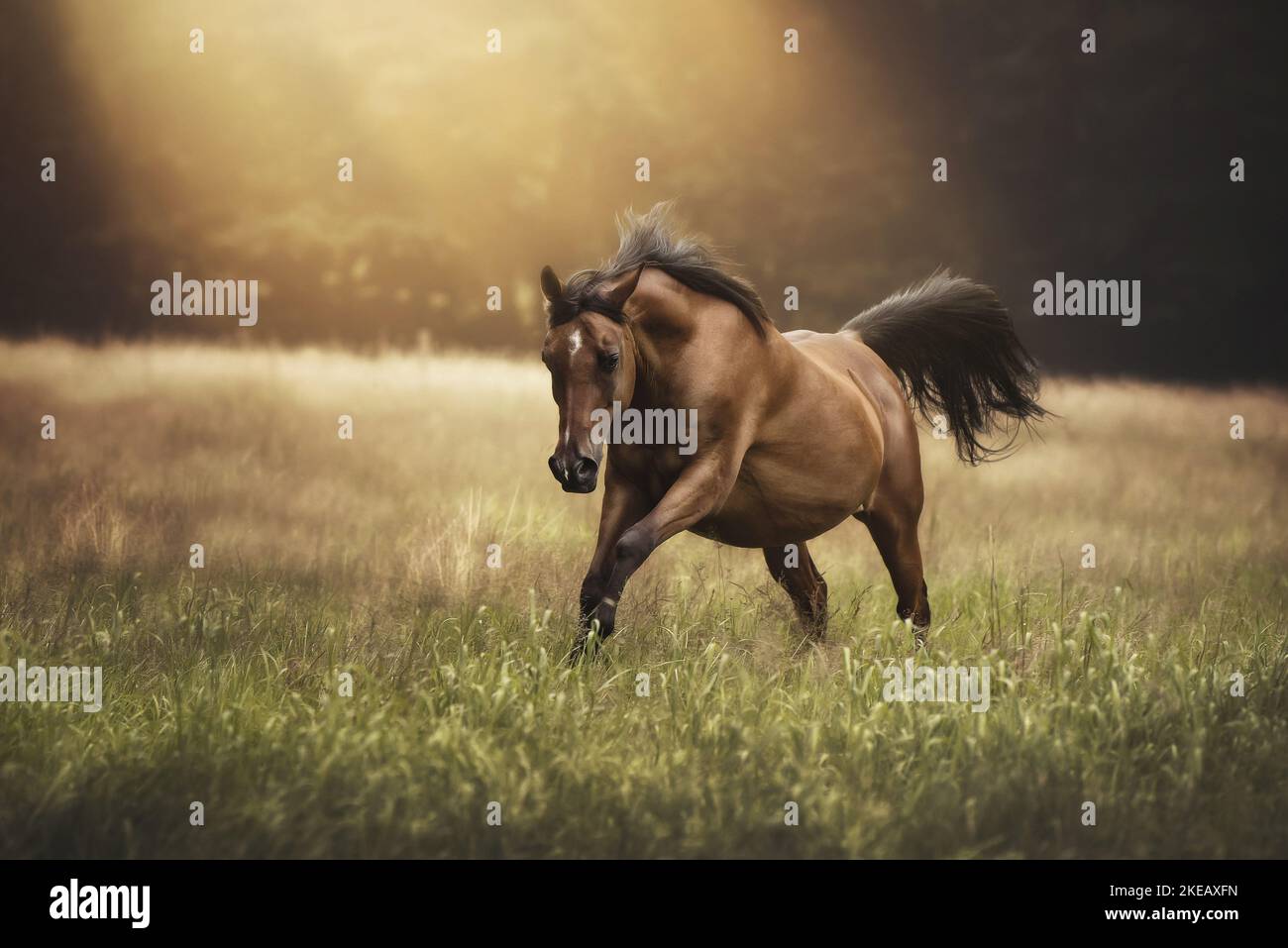 An image of a galloping horse hi-res stock photography and images - Alamy