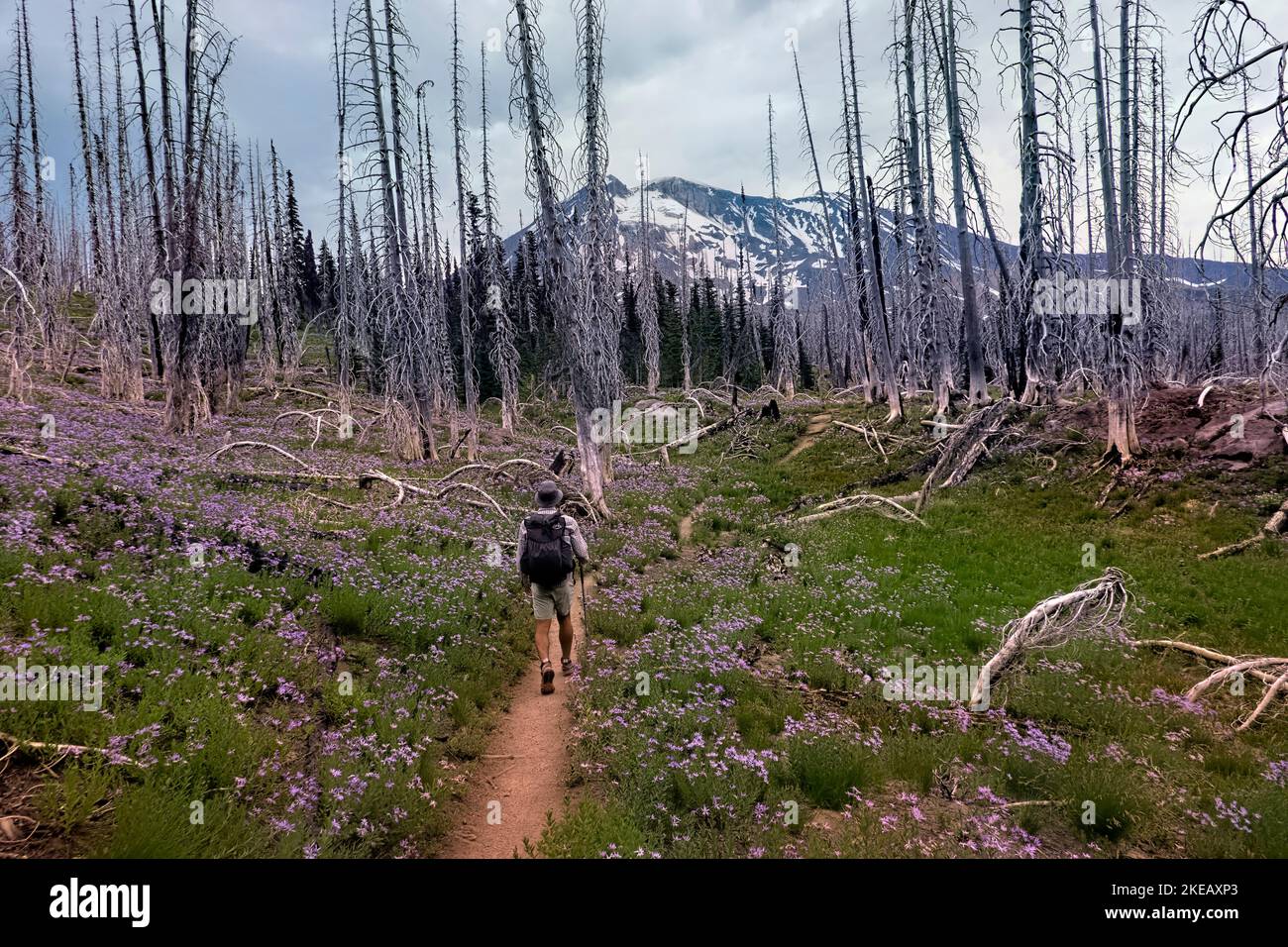 Hiking towards Mt. Adams, Pacific Crest Trail, Washington, USA Stock ...