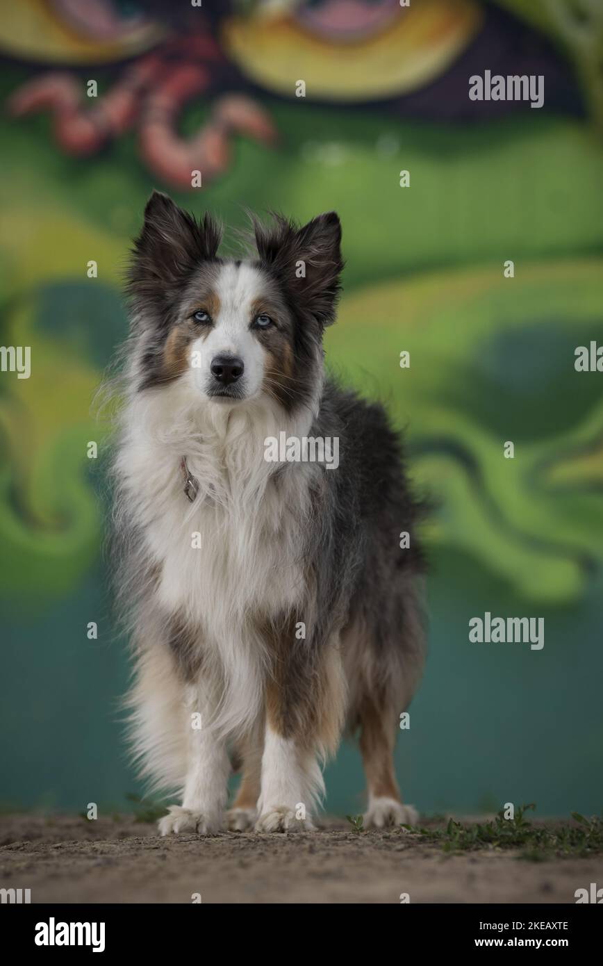 female Border Collie Stock Photo - Alamy