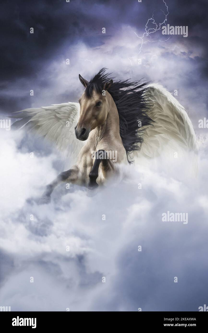 Quarter Horse mare Stock Photo - Alamy