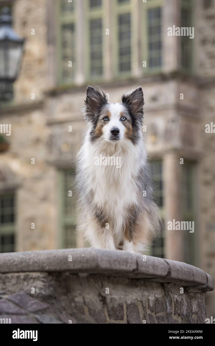 female Border Collie Stock Photo - Alamy