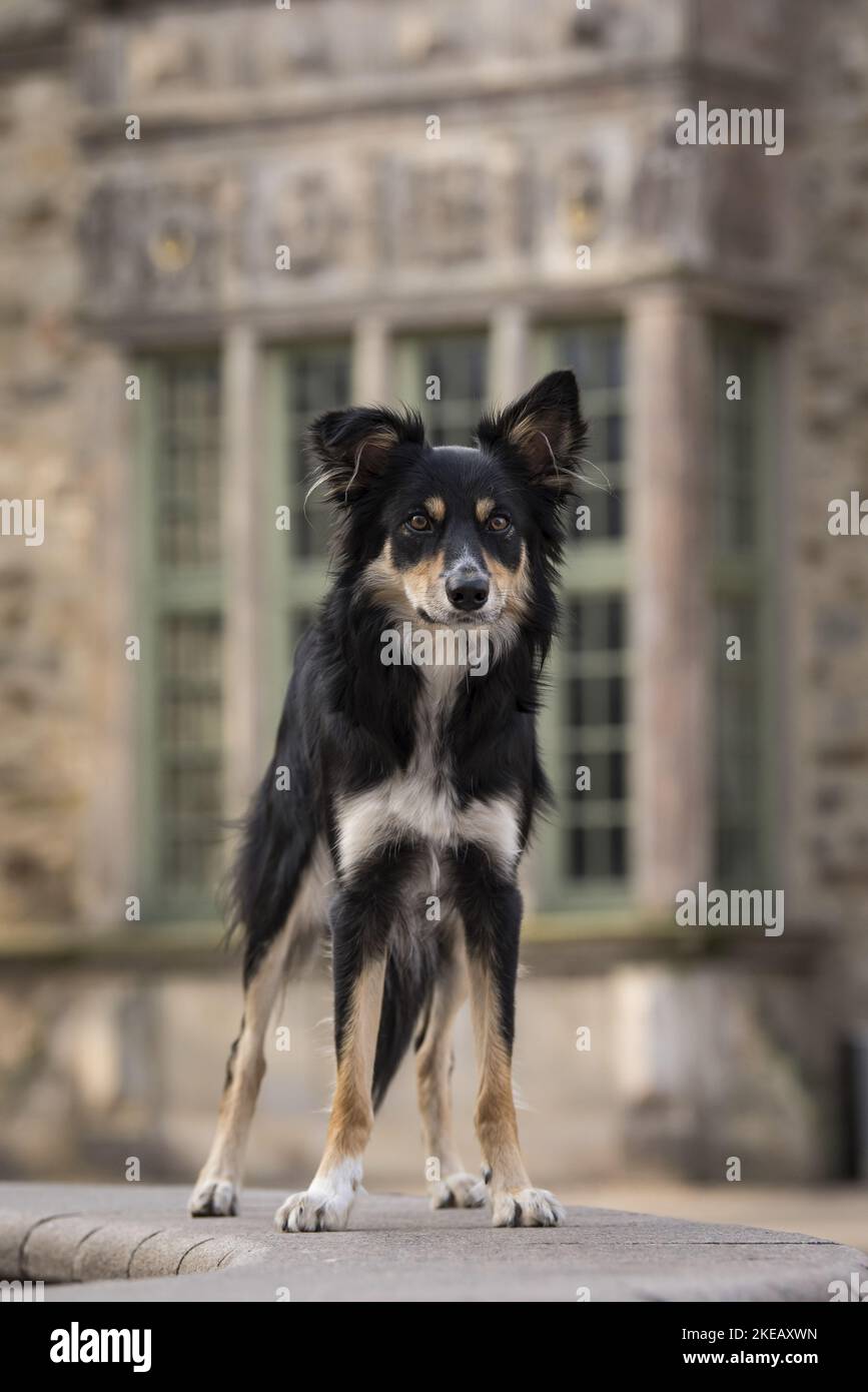 female Border Collie Stock Photo - Alamy