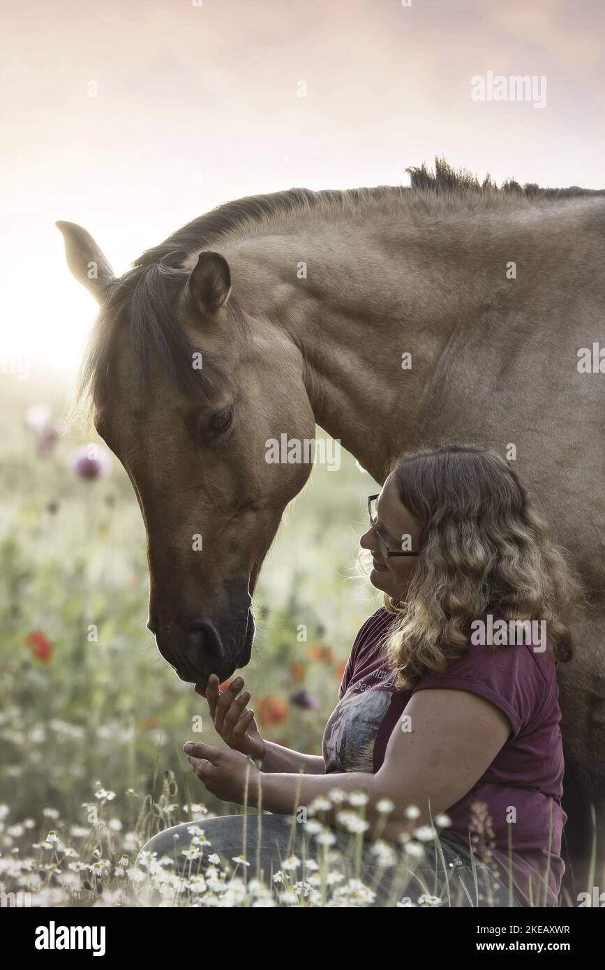 Quarter Horse mare Stock Photo - Alamy