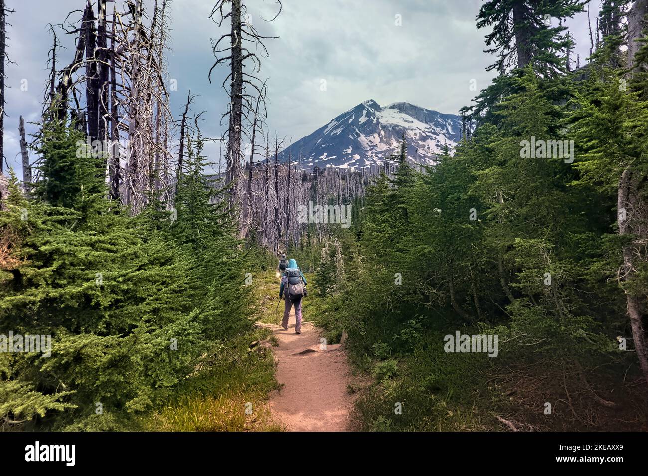 Hiking towards Mt. Adams, Pacific Crest Trail, Washington, USA Stock ...