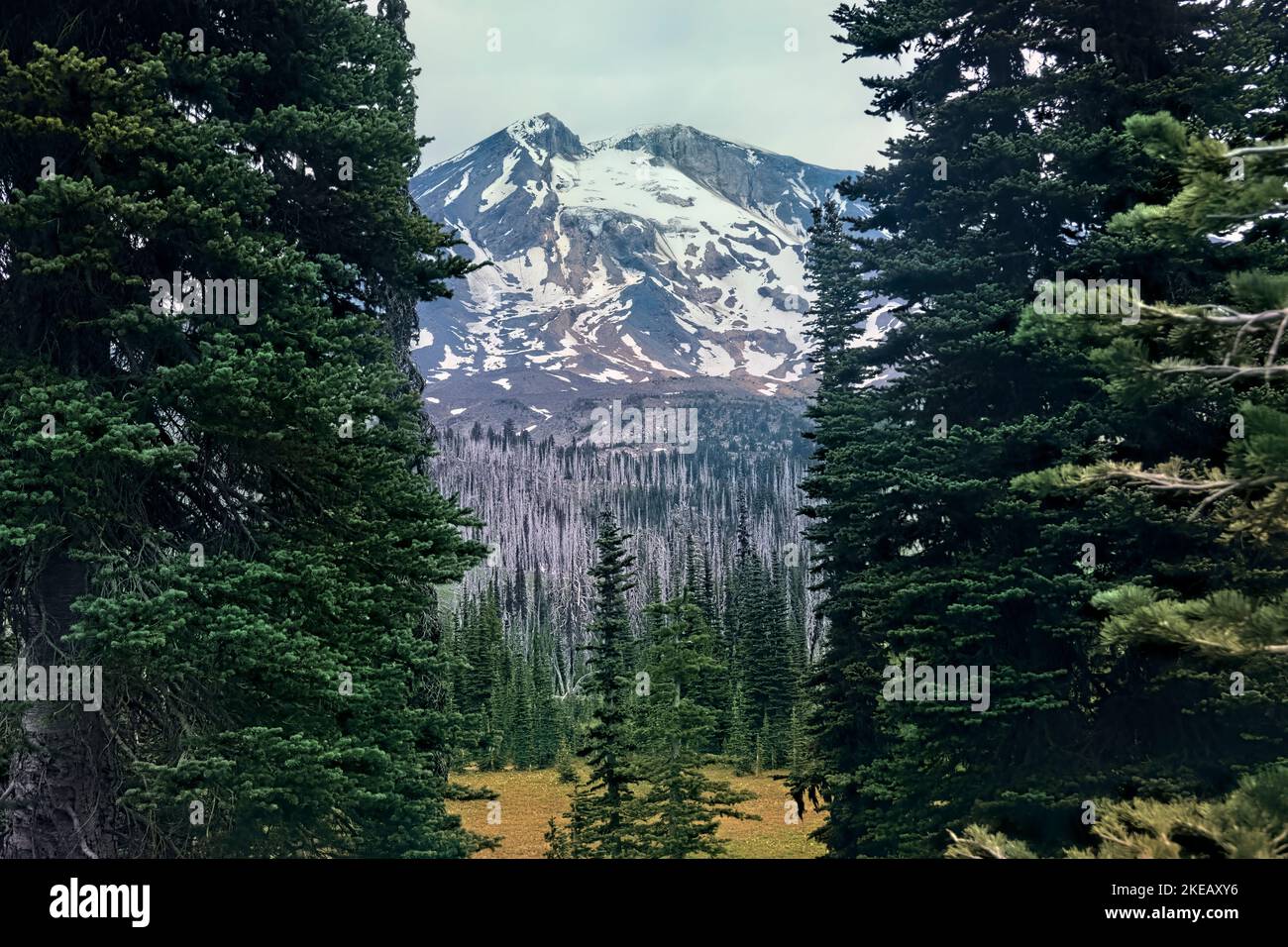 Hiking towards Mt. Adams, Pacific Crest Trail, Washington, USA Stock ...