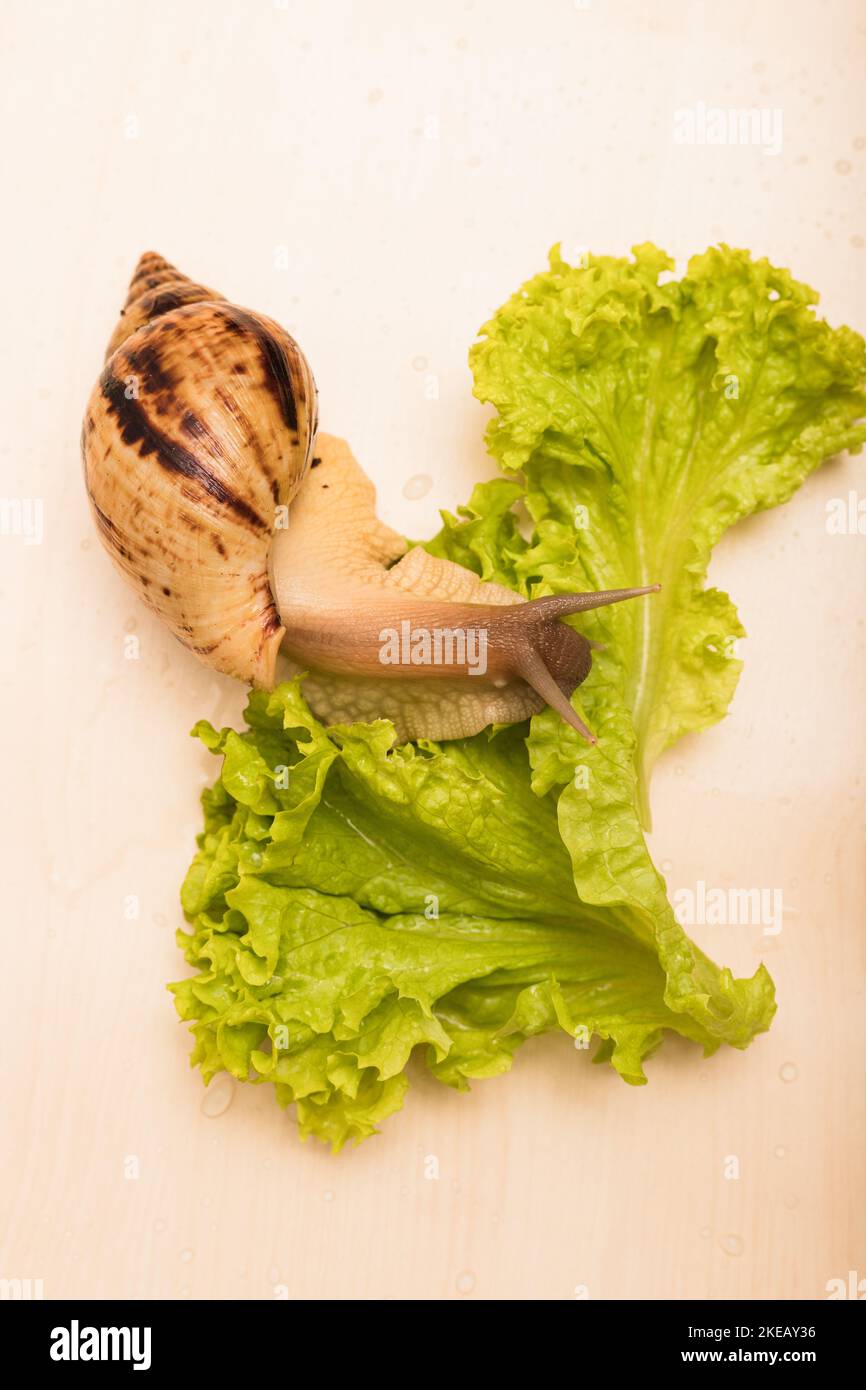 Large achatina snail eats lettuce leaf. Vegetarianism, animal welfare ...